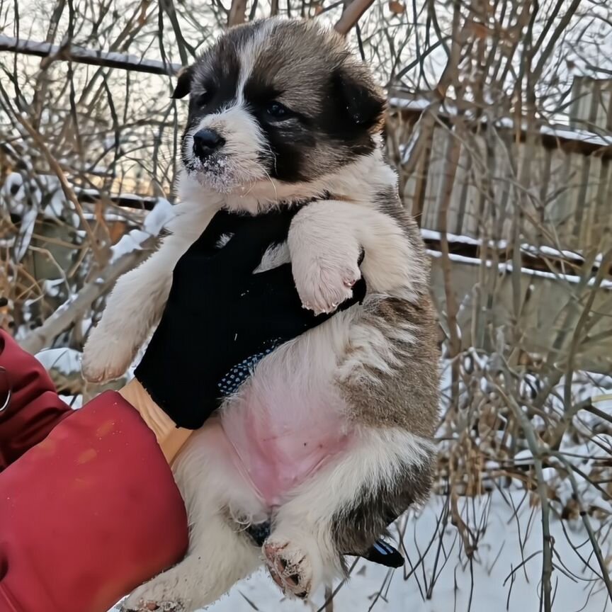 Щенок в добрые руки