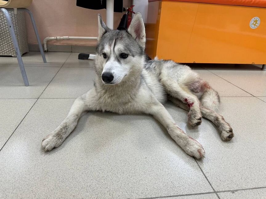 Кобель лайка-хаски