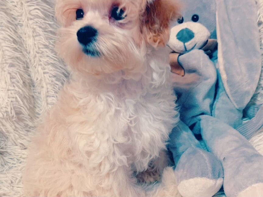 Мальтипу f1 mini мальчик