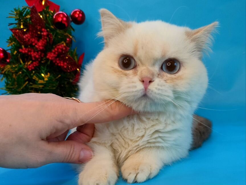 Лиловая золотая шиншилла поинт мальчик