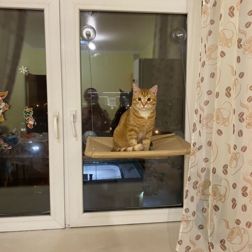 Рыжий кот Чудо