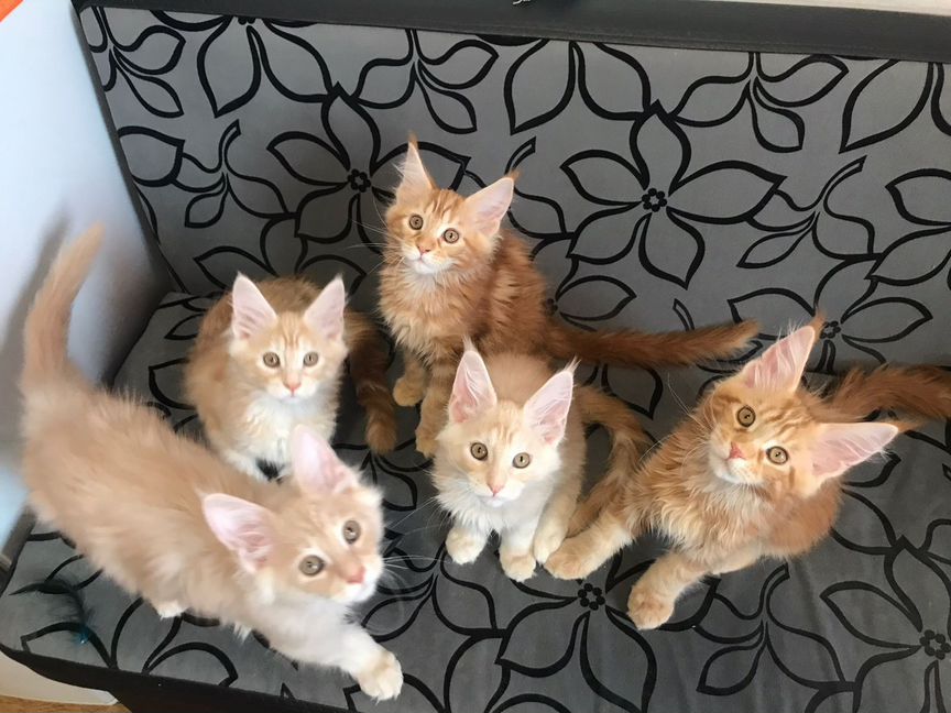 Котята мейн-кун