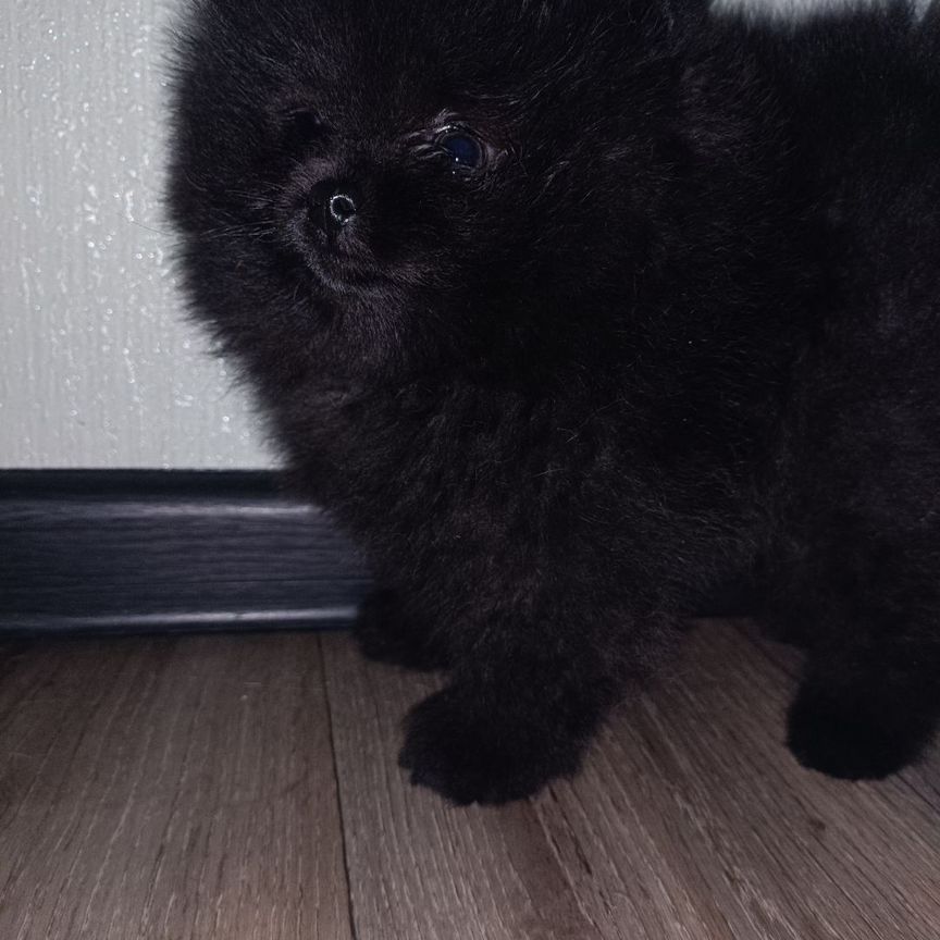 Толстолапый померанец