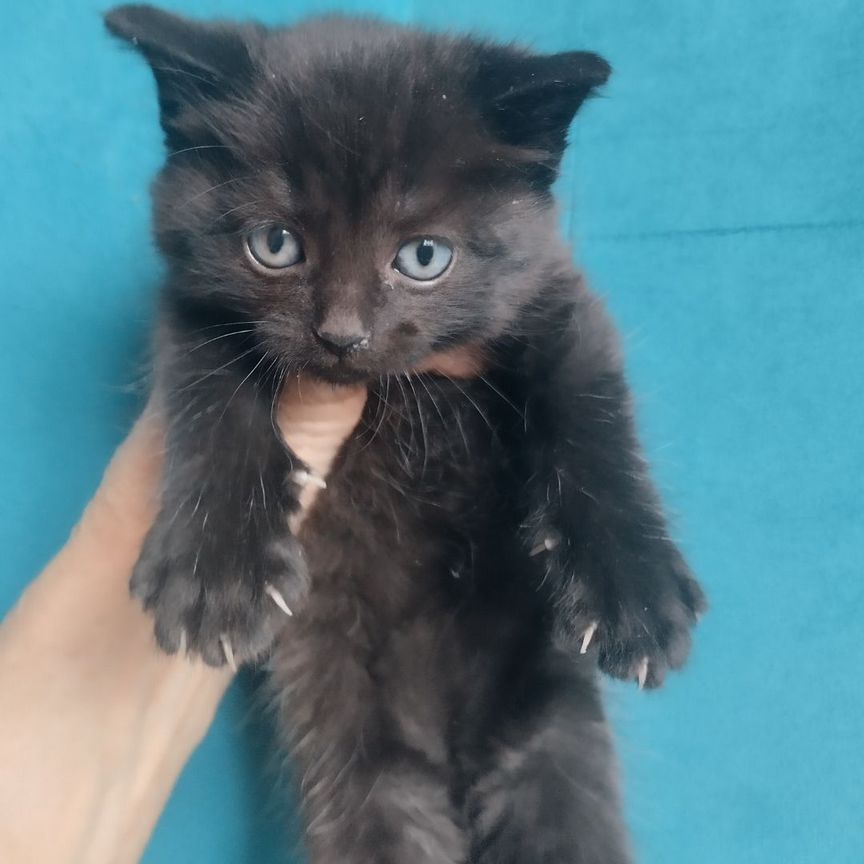 Котёнок от частного владельца