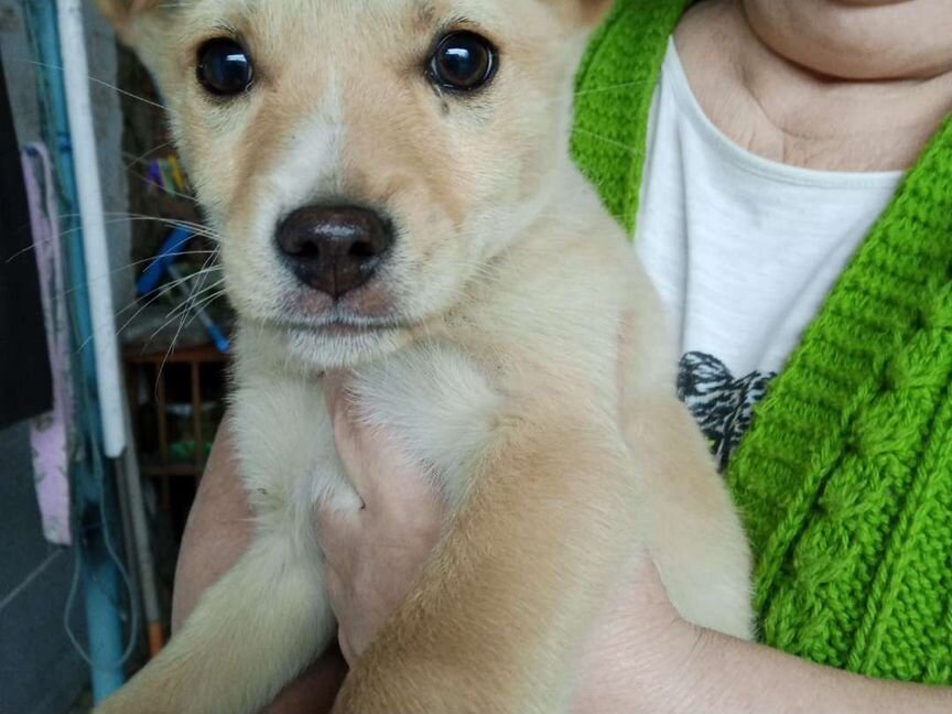 Особенная Мия ищет дом