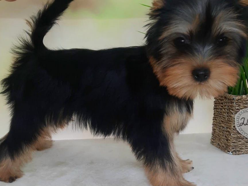 Йоркширский терьер, щенки