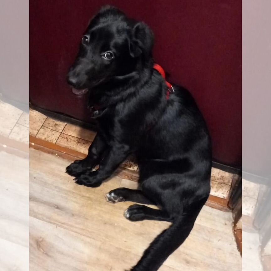 Немецкая овчарка, щенок