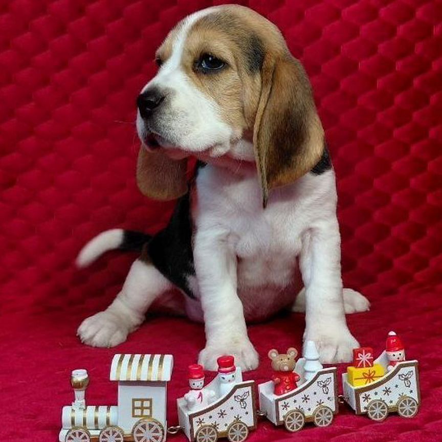 Бигль, щенок