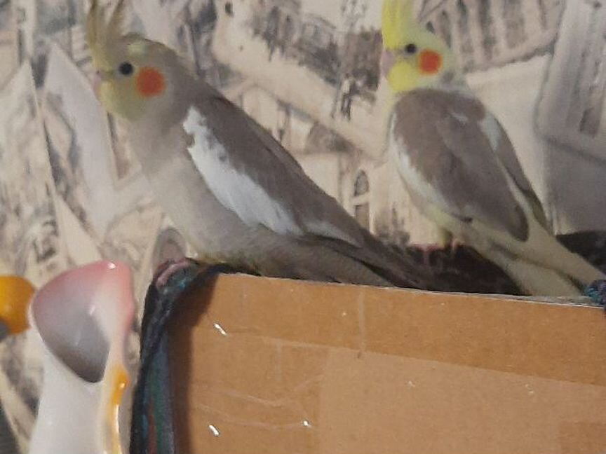 Продам Кареллу