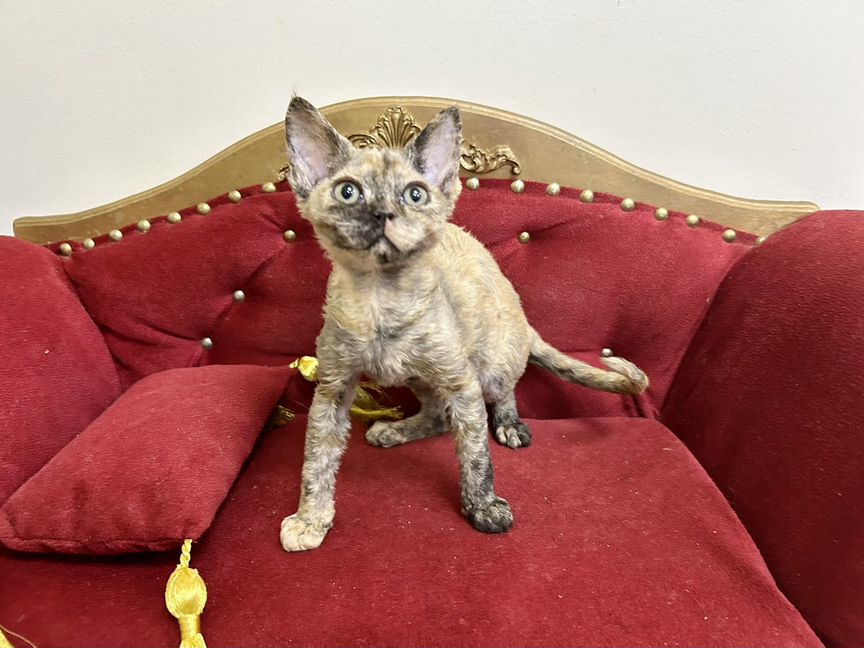 Девон-рекс кошечка Лулу