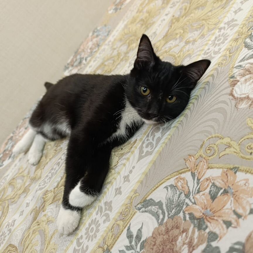 Котёнок в добрые руки