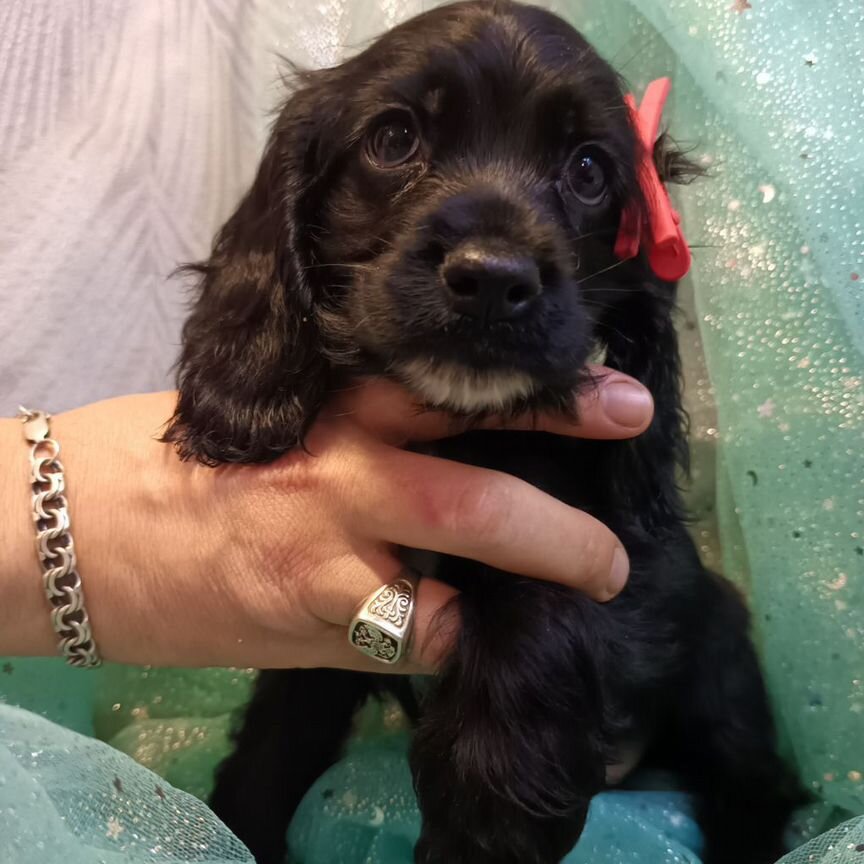 Английский кокер-спаниель, щенок