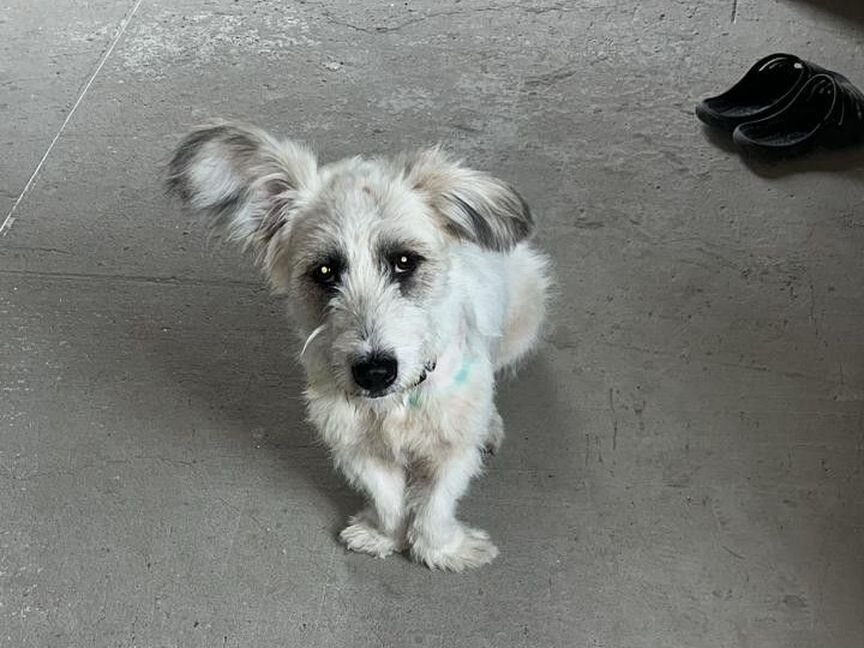 Маленькая собака