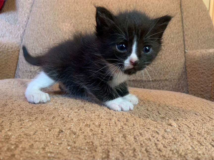 Очаровательный малыш ищет дом