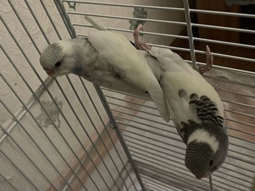 Волнистый попугай