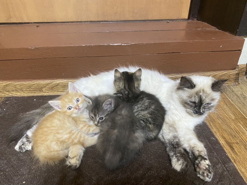 Котята в добрые руки даром
