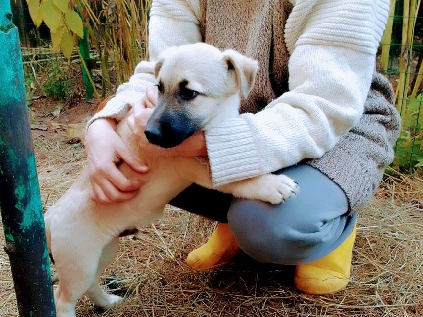 Малышня в добрые руки