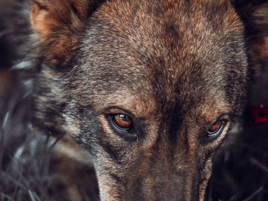 Нереальный красавец Пряник бесплатно