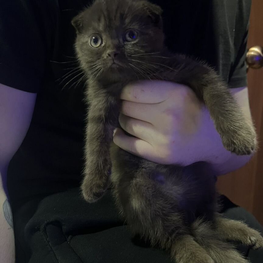 Шотландская вислоухая