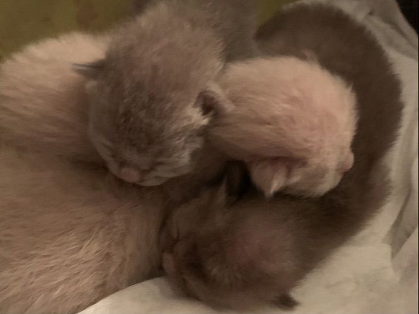 Продаю котенка бурмы