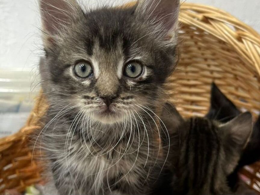 Котята 2 мес