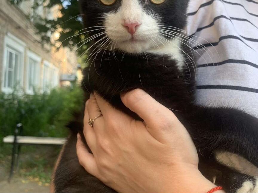 Кот в дар бесплатно