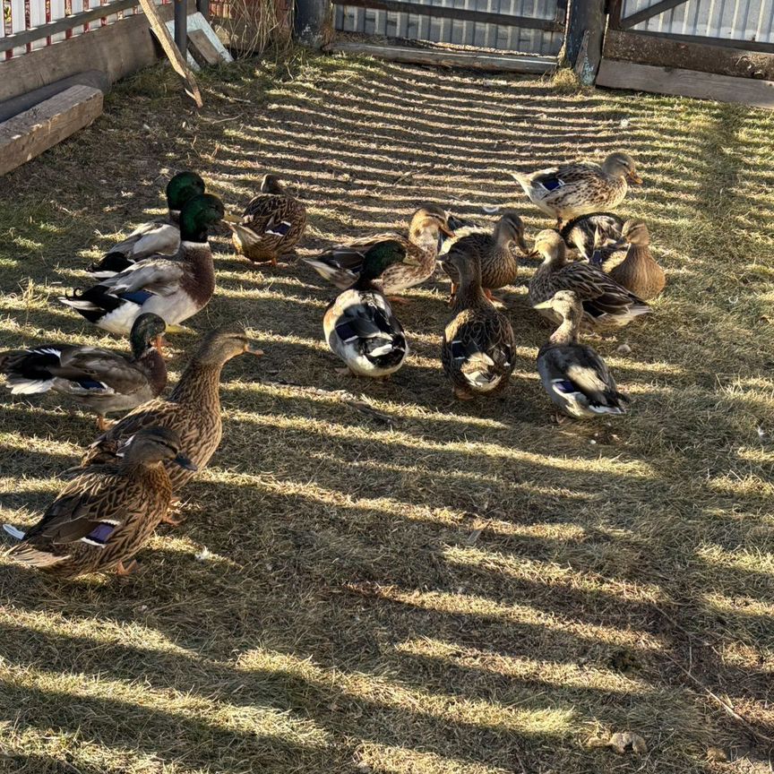 Подсадные утки для охоты