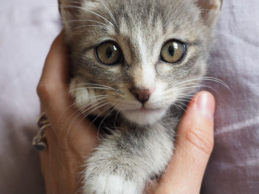 Котенка Августа никто не замечает