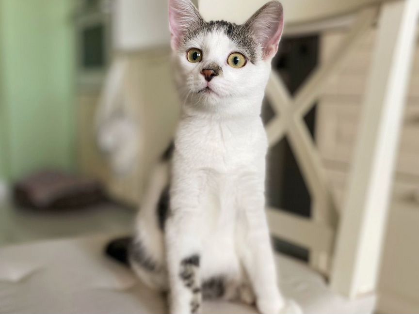 Малышка котенок ищет семью добрые руки