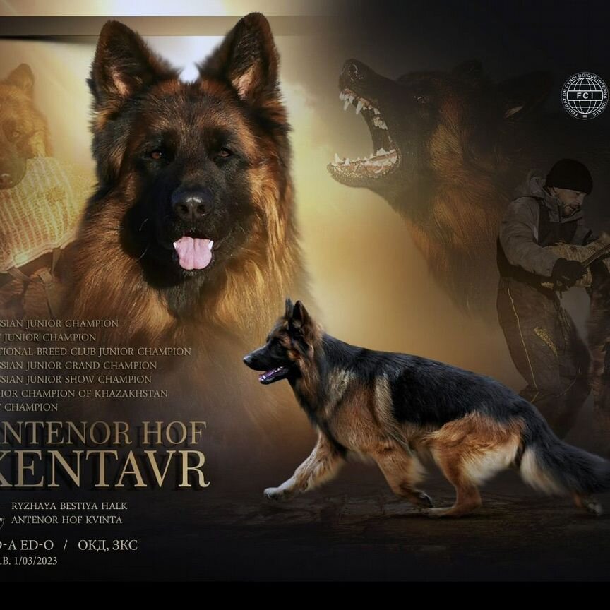 Вязка немецкая овчарка длинношерстная