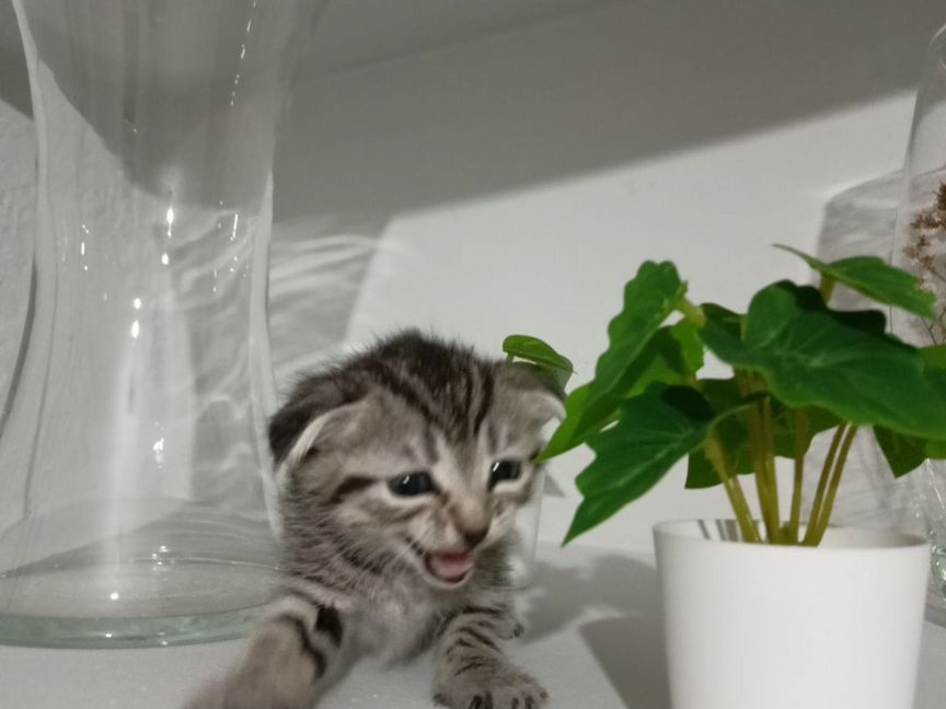 Шотландские вислоухие котята
