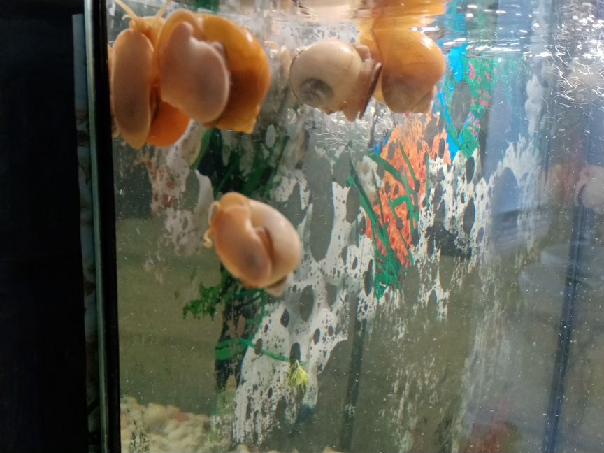 Улитки ампулярии