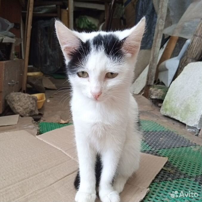 Бездомный котенок очень хочет стать домашним