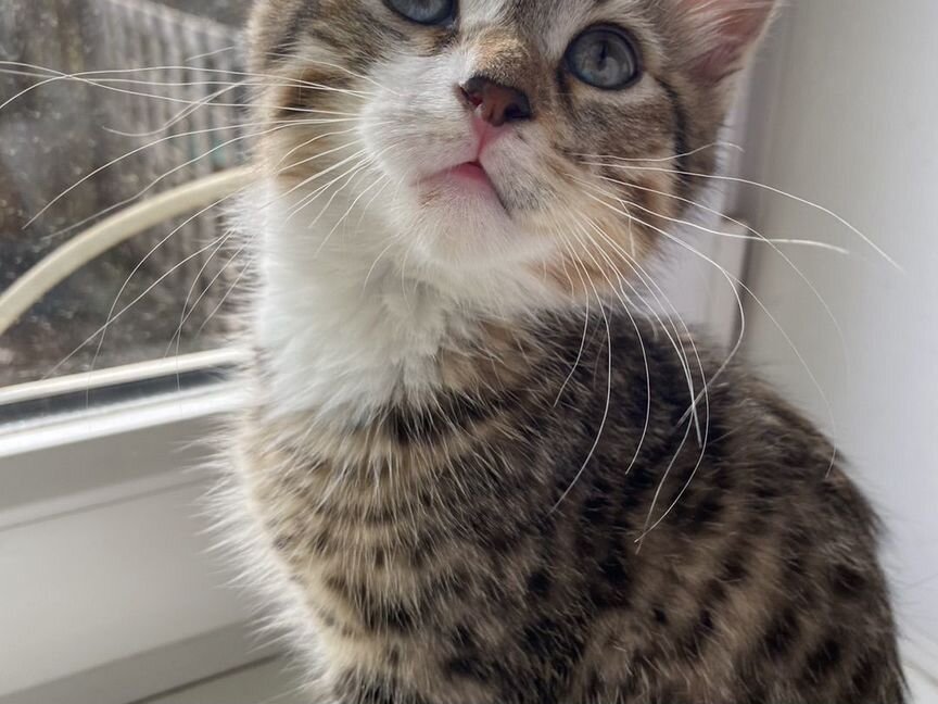Кот тигруша