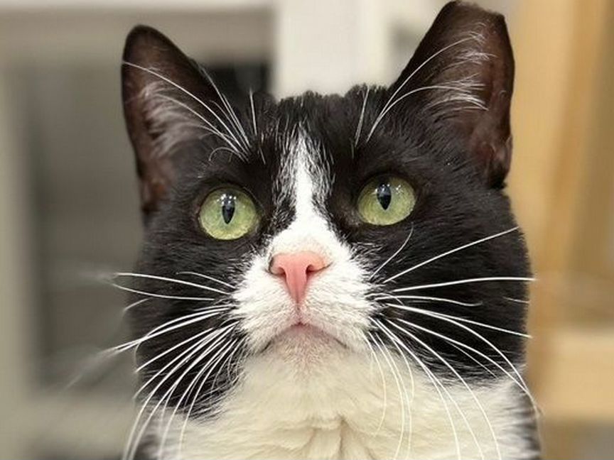 Ласковая ничего не дерет киса ищет передержку дом