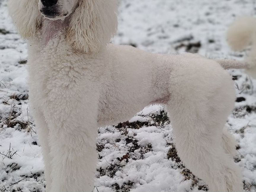 Королевский пудель