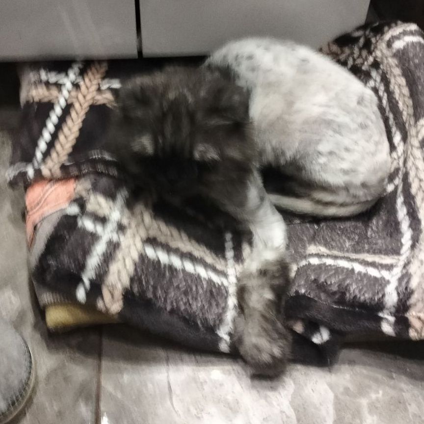 Персидская, взрослая кошка