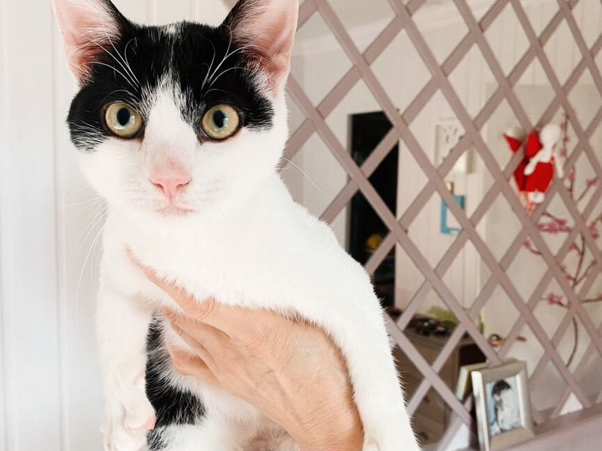 Самый мурчащий добрый котёнок 4 мес