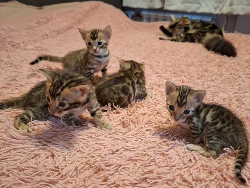 Бенгальские котята (Бронь)