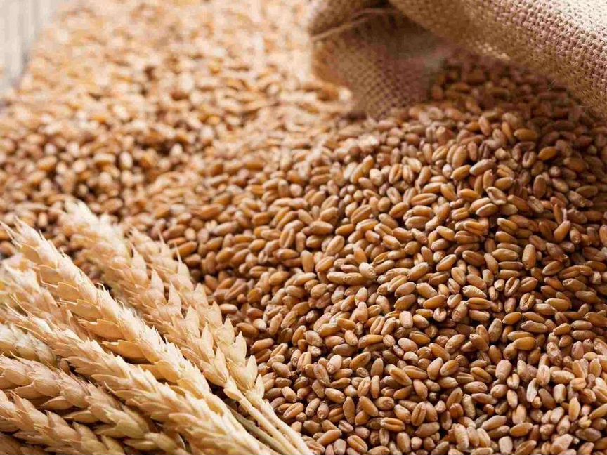Продам зерно пшеницу, или ячмень