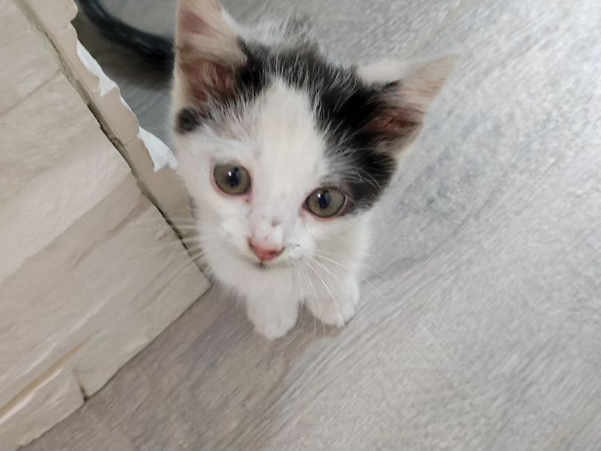 Котенок