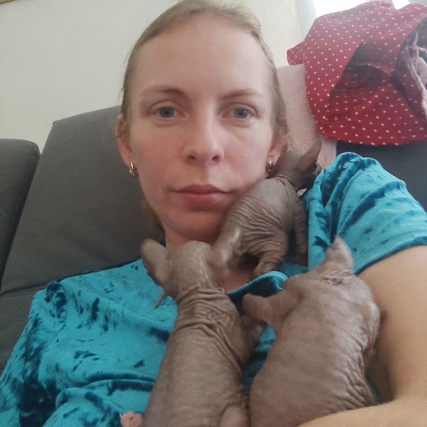 Донской сфинкс котёнок
