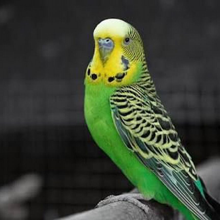 Попугай с клеткой