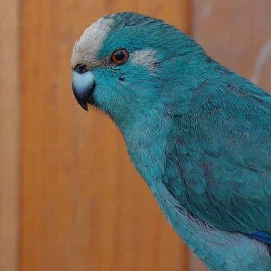 Попугай какарик мальчик Клин Москва