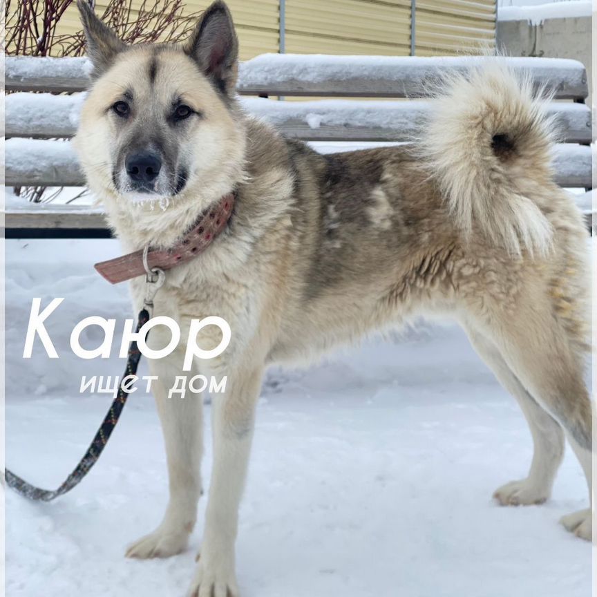 Западносибирская лайка, взрослый пёс