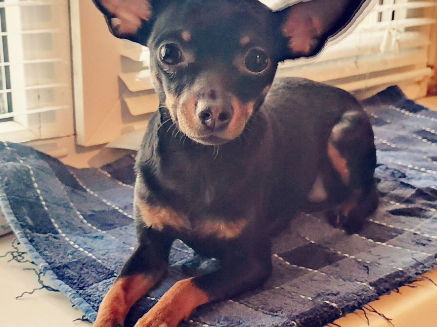 Той-терьер ищет своего принца