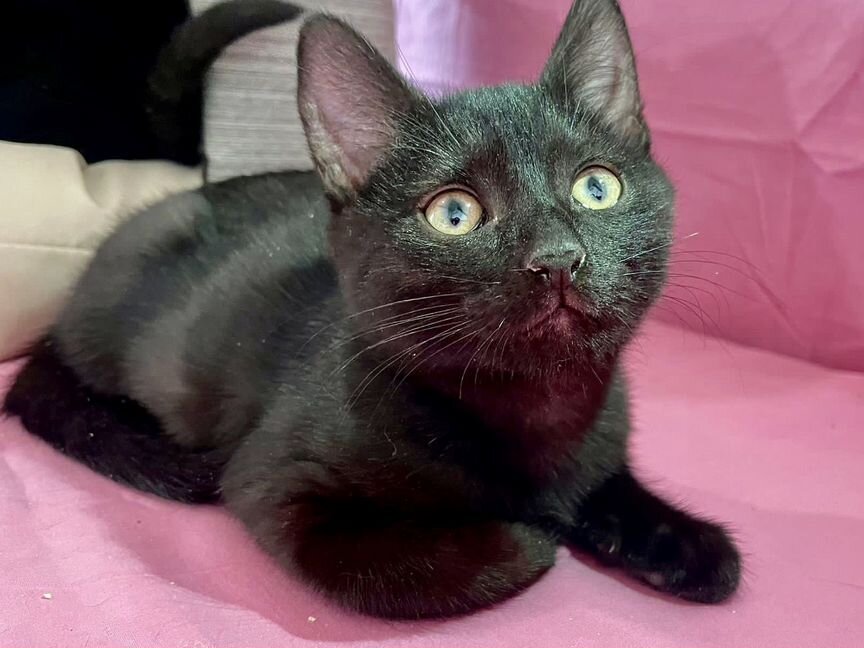 Черный котенок мальчик