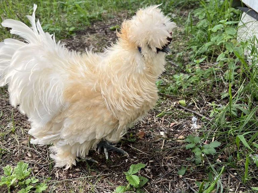 Петух Сизли и Китайский шелковый