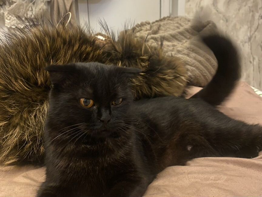 Шотладская вислоухая кошечка