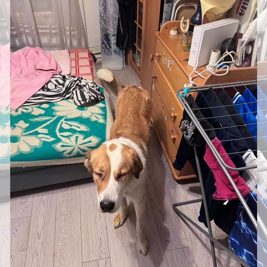 Взрослая собака в добрые руки